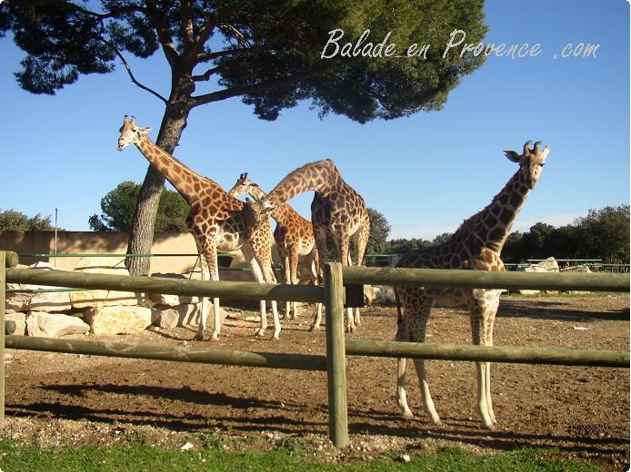 Balade en Provence - Zoo la Barben